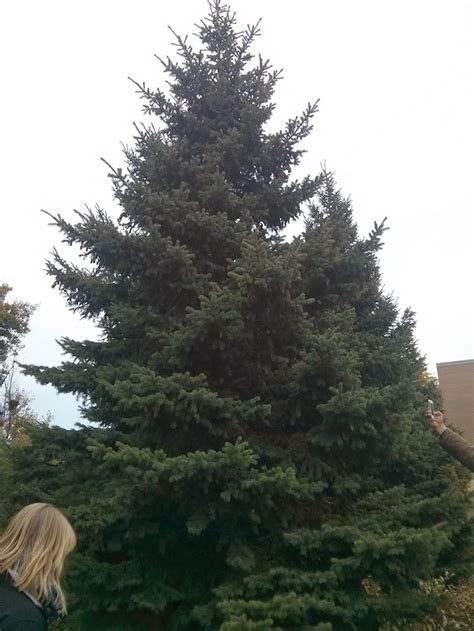 White Spruce Campus Trees