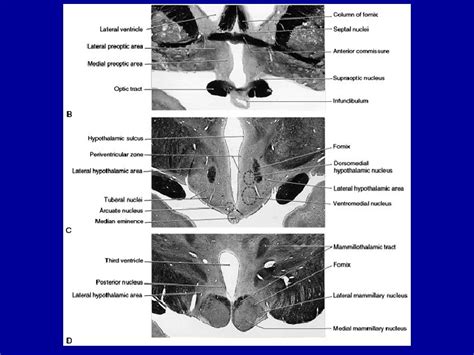 The Hypothalamus Functions Of Hypothalamus Endocrine Function Sleep