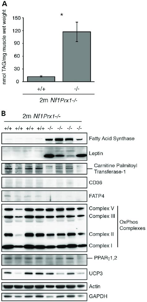 Nf1 Prx1 2 2 Mice Have Increased Muscle Fat Content And Altered