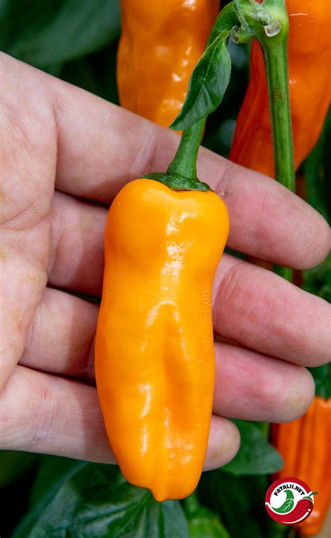 Love Of Sun Fatalii Seeds