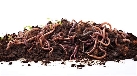 Premium Ai Image A Photo Of Vermicomposting Solutions