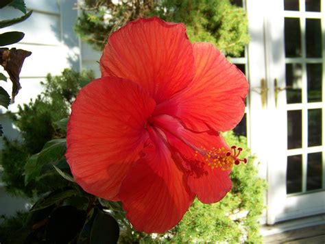 Más De 100 Imágenes Gratis De Flores Hawaianas Y Hawaiano Pixabay