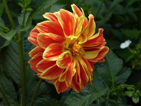 Flower Dahlia Free Photo On Pixabay Pixabay