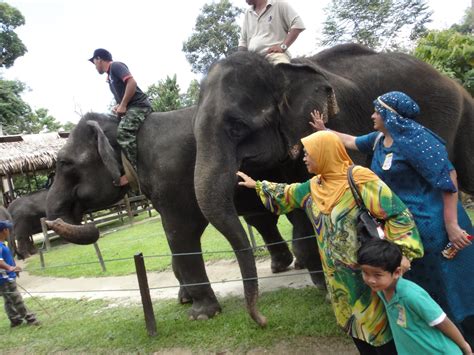 Miesha Jept Melihat Gajah Di Kuala Gandah Pahang