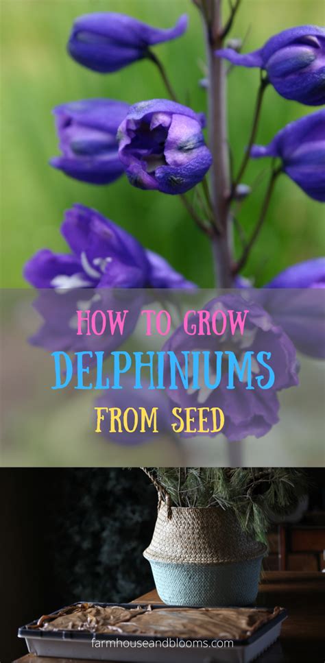 How To Grow Delphiniums From Seed Delphinium Planting Flowers