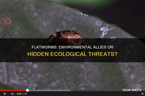 Flatworms Environmental Allies Or Hidden Ecological Threats Shunwaste
