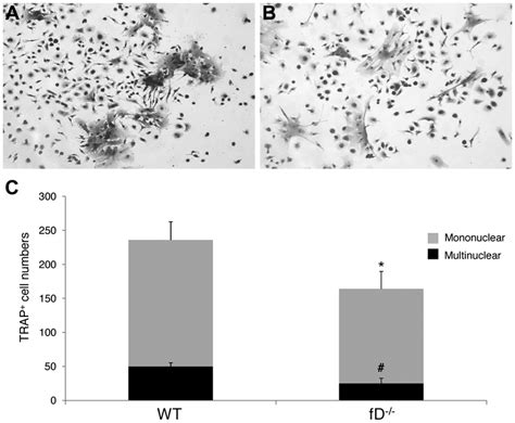 The Alternative Pathway Of Complement Activation Is Required Efficient Download Scientific