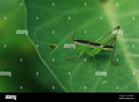 Green Grasshopper On Leaf Grasshopper Eyes Looking Macro Eyes