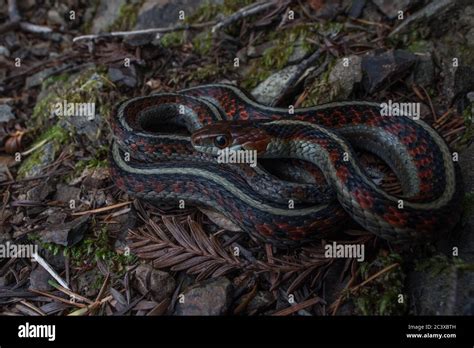 California Red Garter Snake California Red Sided Garter Snake Qosske