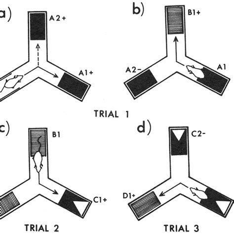 Representation Of The Delayed Nonmatching To Sample Procedure Arrows