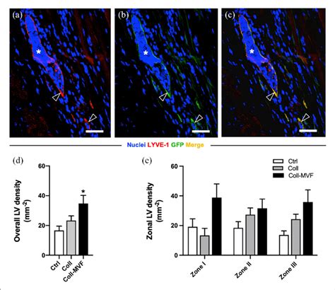 Popliteal Lymphatic Vessel Density After Mvf Transplantation