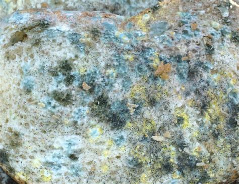 Rebanada De Pan Recubierta De Moho Imagen De Archivo Imagen De Putrefacto Moho 254234857