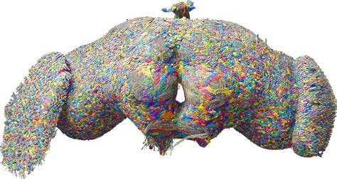 Whole Brain Connectome Of Fruit Fly Is Most Complex Brain Ever Mapped