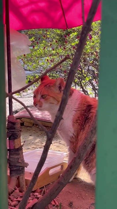 귀요미 뒤에 귀요미 고양이 길냥이 Youtube