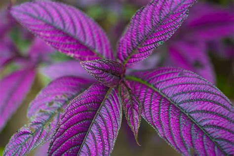 How To Grow And Care For Persian Shield Gardeners Path
