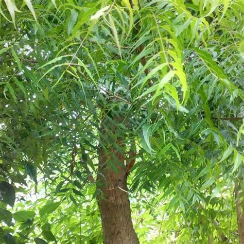 Green Neem Plant At ₹ 100piece Neem Tree In Hasanpur Id 2854386102812