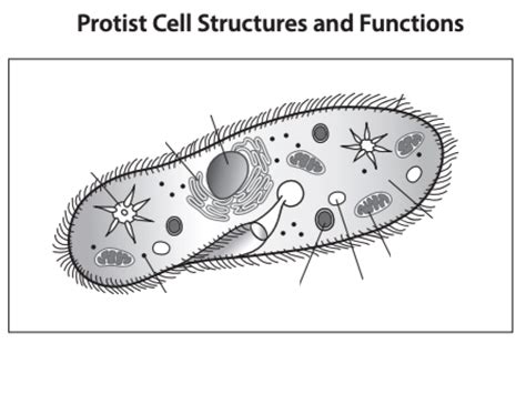 Structure Protiste