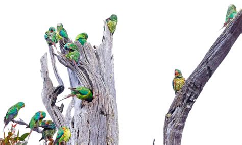 Wildlife Photographer Arrested In Tasmanian Forest Where Swift Parrot Habitat Is Being Logged