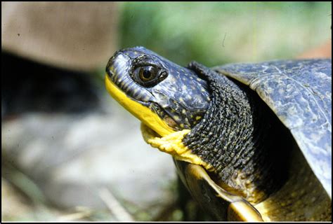 Whats So Special About The Blandings Turtle — Hudsonia Ltd