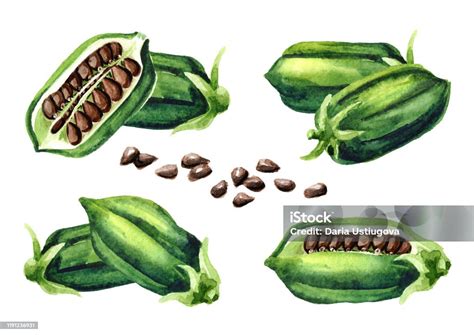 검은 씨앗 세트와 참깨 녹색 포드 흰색 배경에 격리 된 수채화 손으로 그린 그림 개체 그룹에 대한 스톡 벡터 아트 및 기타 이미지 개체 그룹 건강관리와 의술 건강한