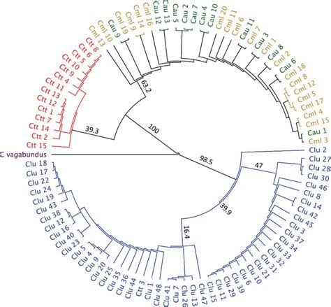 Neighbour Joining Tree Based On Mtdna Cytochrome B Sequences