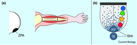 Morphogens Current Biology