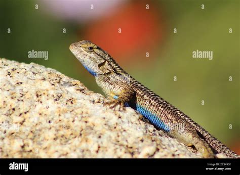 Close Up Of A Western Fence Lizard On A Rock Showing Off His Blue