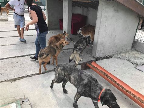 Доброволци към Общински приют за безстопанствени кучета Каменар Варна