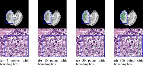 Figure 1 From Exploring Sam Ablations For Enhancing Medical Segmentation In Radiology And