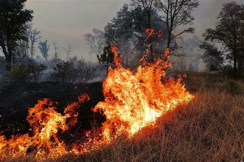 Baja 21 Superficie Afectada Por Incendios Forestales En Michoacán En