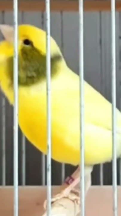 طائرالكناري Oiseau Canari კანარის ჩიტი Canary Bird کینری پرندہ канарейка Saka फिंचफिंच