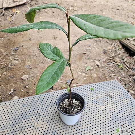 비파나무 실생2년생 포트 1주 묘목 조경 인테리어 심폴