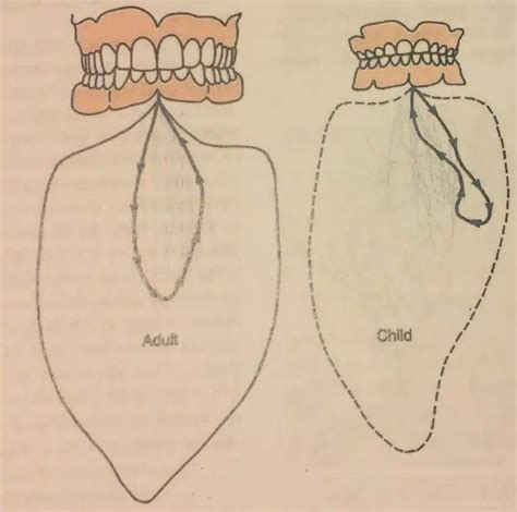 Adult Chewing Pattern فرهنگ تفصیلی دندانپزشکی