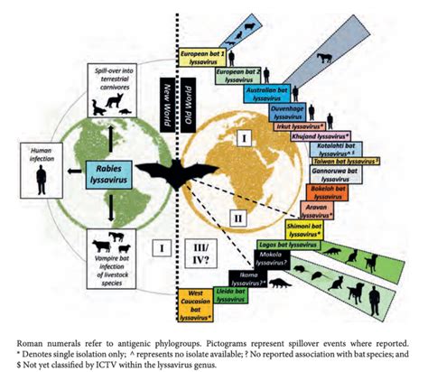 Rabies Guidelines The Australasian College Of Tropical Medicine Actm