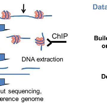 ChIP Seq Workflow And Data Analysis Download Scientific Diagram