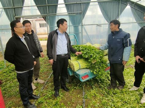 推动特菜轻简化绿色高效种植技术落地生根农业重大技术协同推广计划首席专家熊爱生教授一行赴宿迁指导特色蔬菜生产和芹菜种质资源圃建设 江南时报