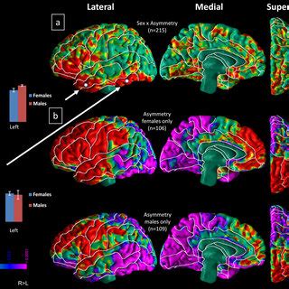 Maps Of The Sex Asymmetry Interaction N A The Color Bar Download Scientific Diagram