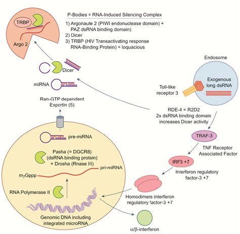 The Components Of The Rna Interference Pathway Likely To Be Present In Download Scientific