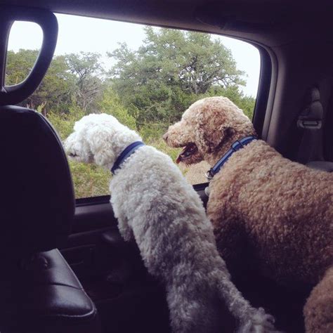 Gino Graul ‏ Ginograul I Took My Nephews Camping For The First Time So Well Behaved Despite A