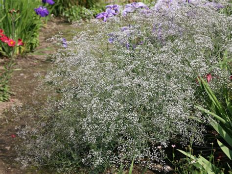 シュッコンカスミソウ Gypsophila paniculata