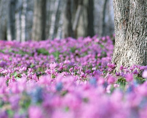 Երբ խոսքեր չկան Շնորհավոր մարտի 8