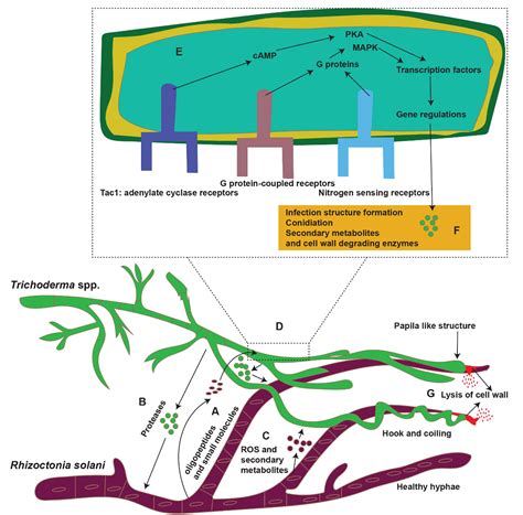 Figure 3 From Trichoderma Spp Genes Involved In The Biocontrol Activity Against Rhizoctonia