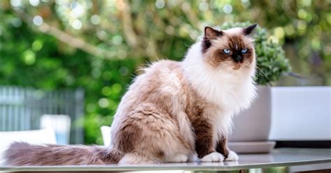 Birman Cat Care Personality Temperament Lifespan
