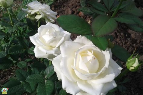 Роза Мачо Фото И Описание – Telegraph