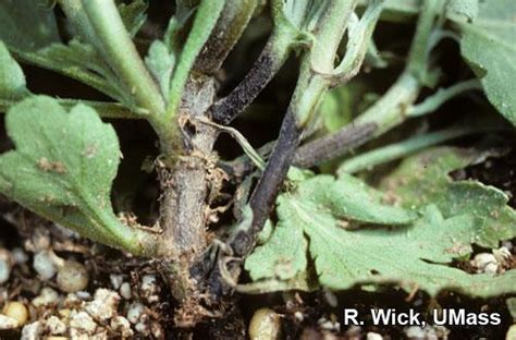 Pythium Barmac Pty Ltd