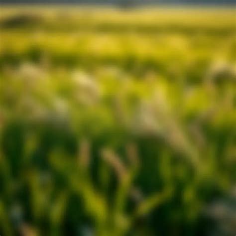 Understanding Elite Grass Key Insights For Agriculture