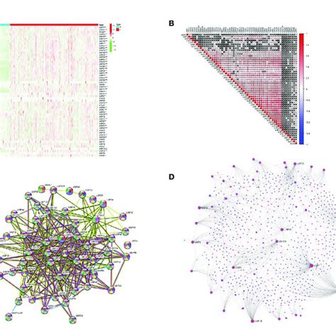 The Expression Features And Interactions Of Ubiquitin Specific Download Scientific Diagram
