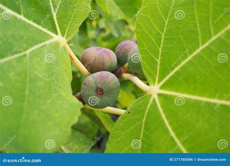 Fig Or Fig Tree Or Common Fig Tree Ficus Carica Is A Subtropical Deciduous Plant Of The Genus