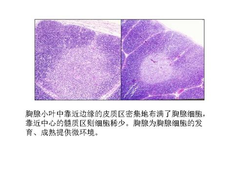 Organs Of The Immune System Central Lymphoid Organ