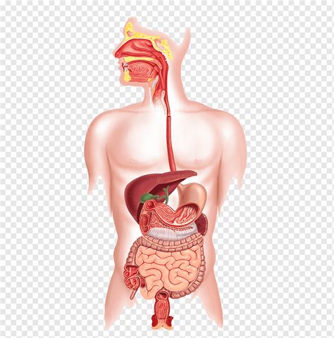 Ilustración Del Sistema Digestivo Del Cuerpo Humano Sistema Digestivo